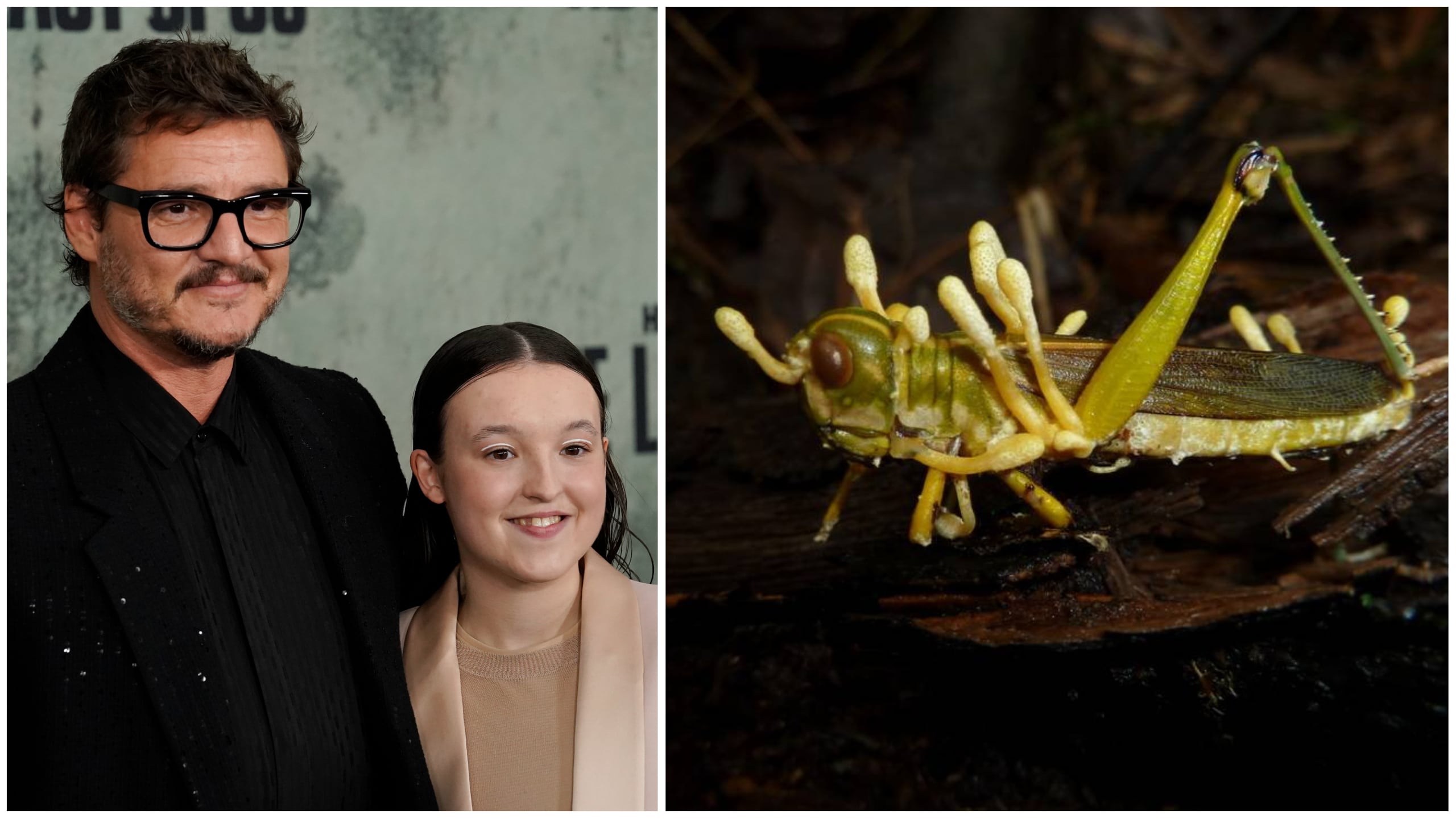 Slik fungerer «zombie-soppen» i virkeligheten