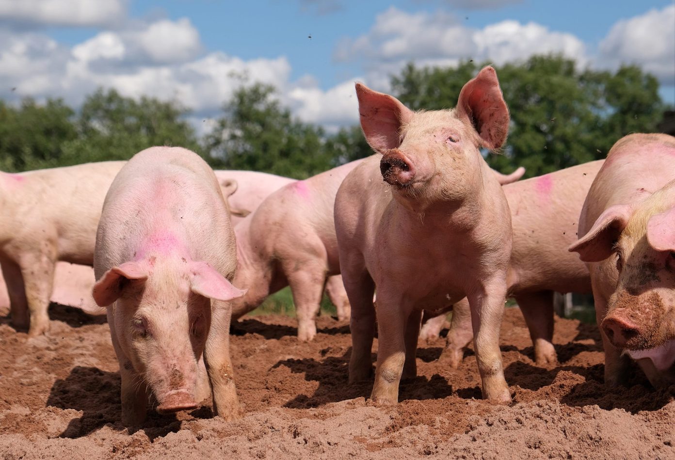 Forskere vet nå hva griser sier