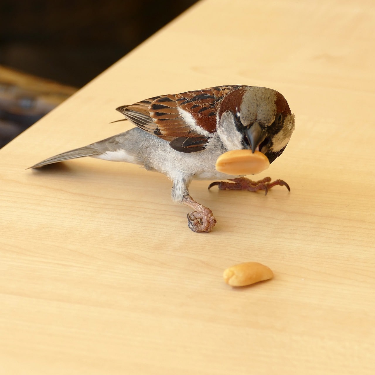 Bruker du uttrykket "å knabbe"?