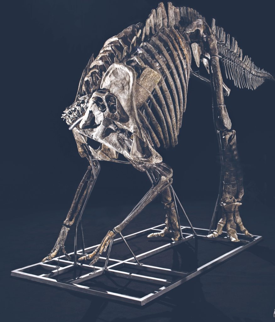 Norge får sin første ekte dinosaur